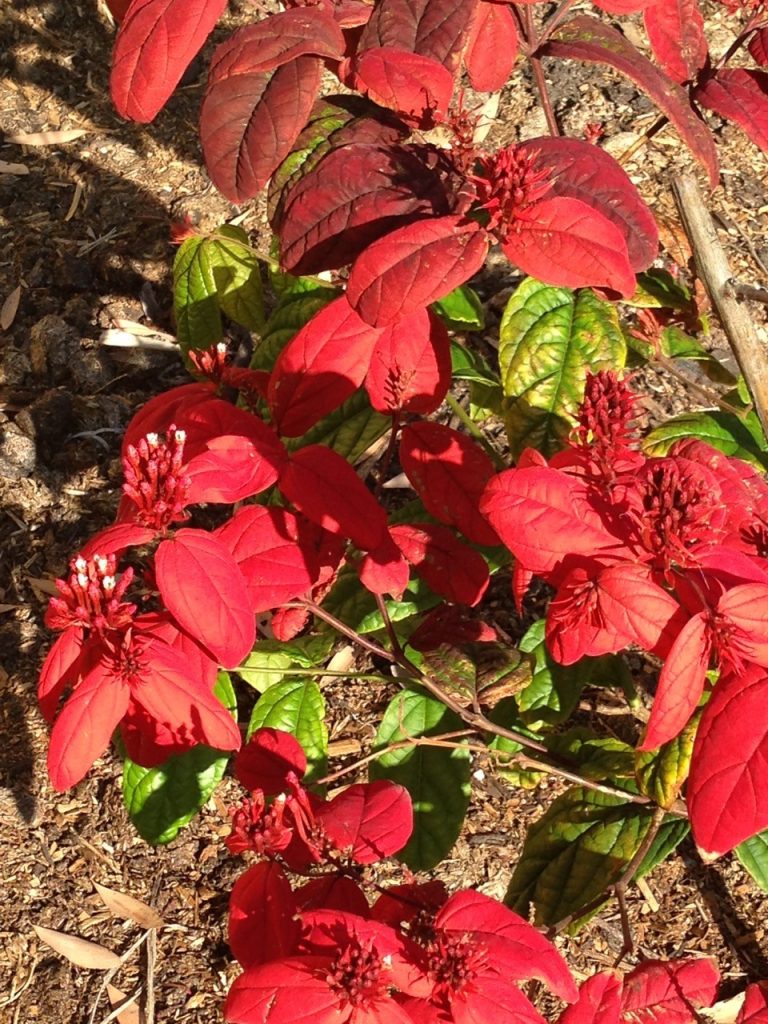 Early Summer Fire Paradisus Garden Lovers