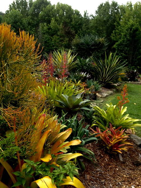 ‘Paradox’ Fierce – Paradisus Garden Lovers